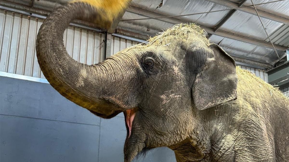 Welcome, President Trunk: First new elephant arrives at Monarto Safari Park