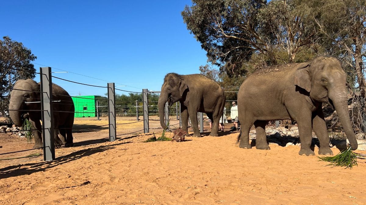 Monarto Safari Park elephant herd doubles in size