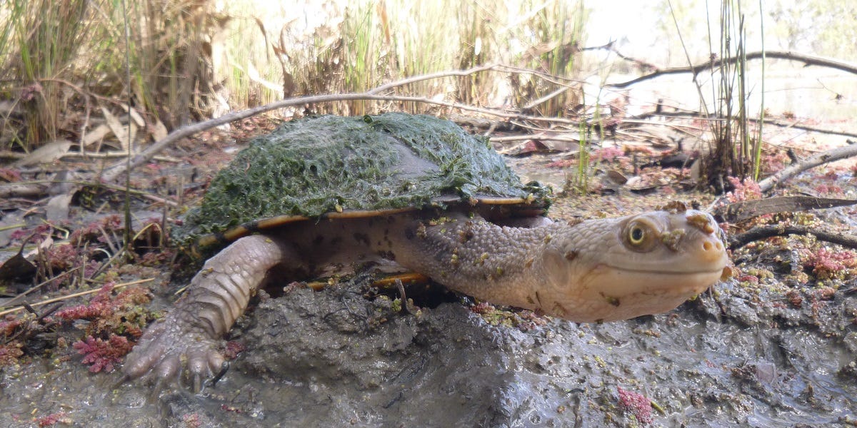 How student artists can help save River Murray turtles