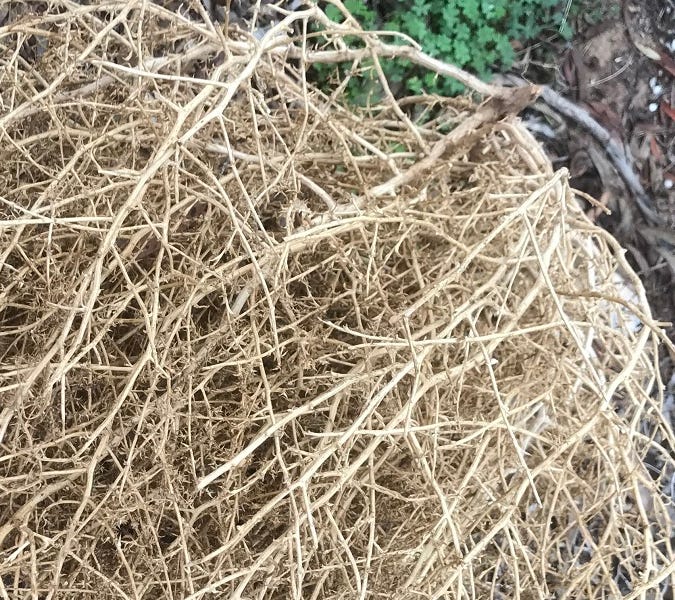 Life Through the Lens: Blown around like a roly poly