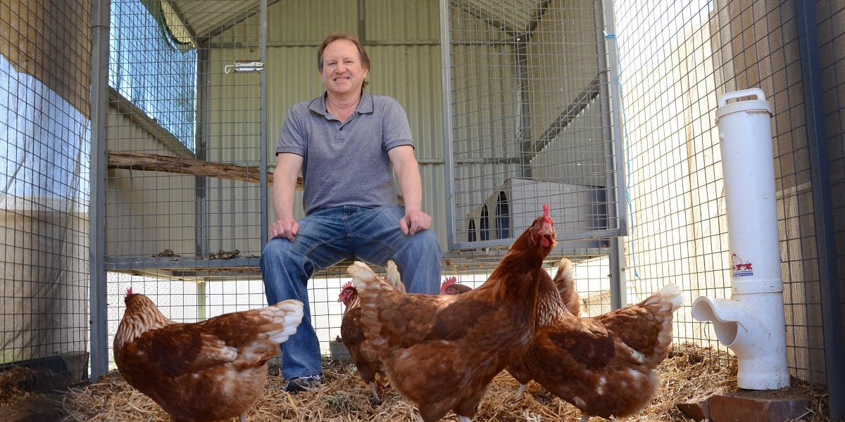 Chick-ola Spurrier: Meet the sentinel chickens keeping us safe from ...