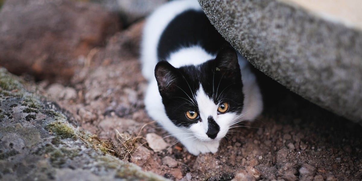 Cats keep their freedom after curfew plan is defeated