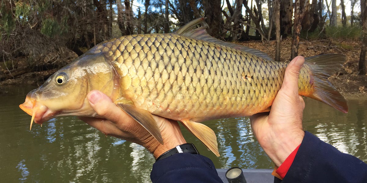 Doubts cast on carp virus plan, delayed until at least 2021