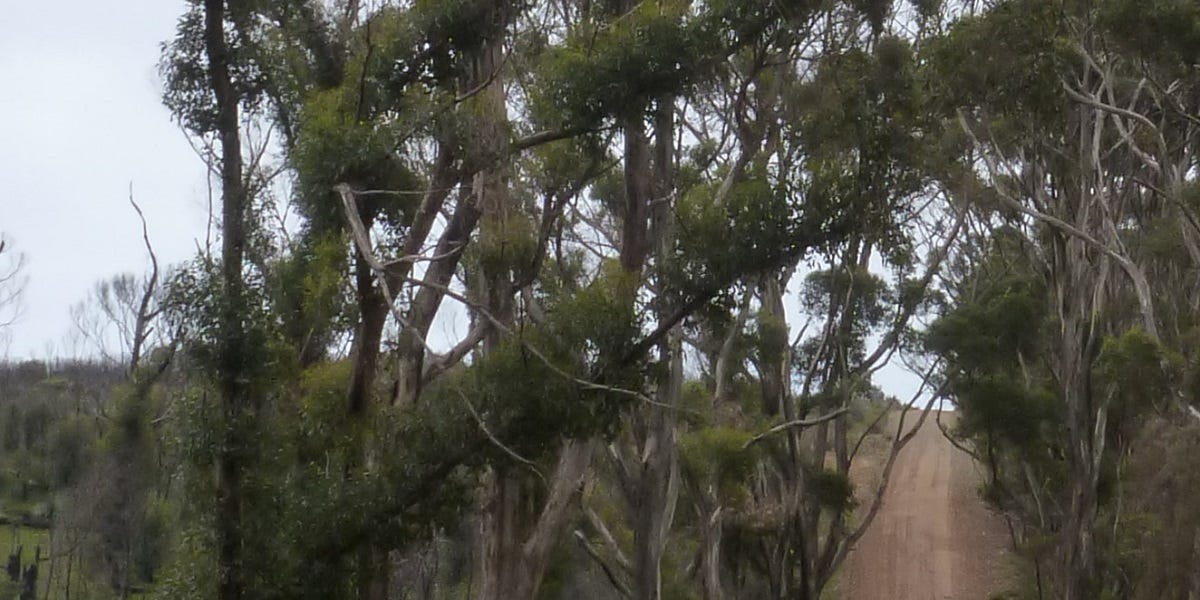 Life Through the Lens: Fuzzy trees - by Contributed