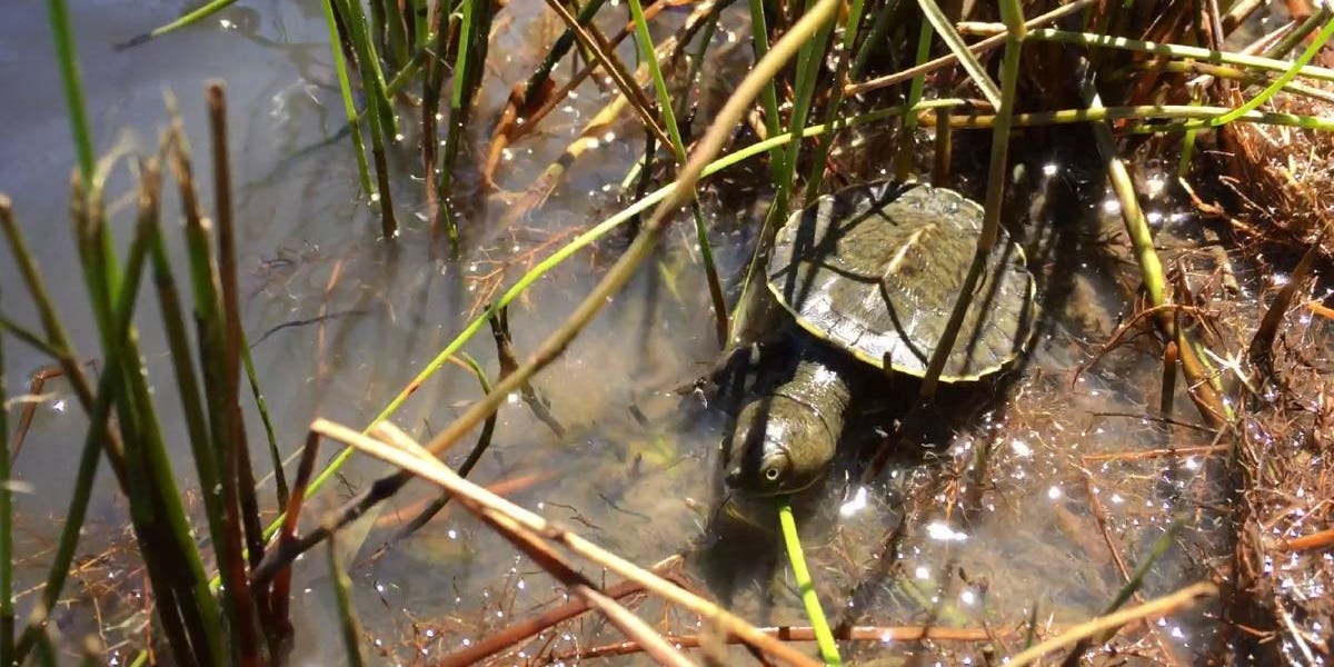 Fencing will protect Riverglades turtles