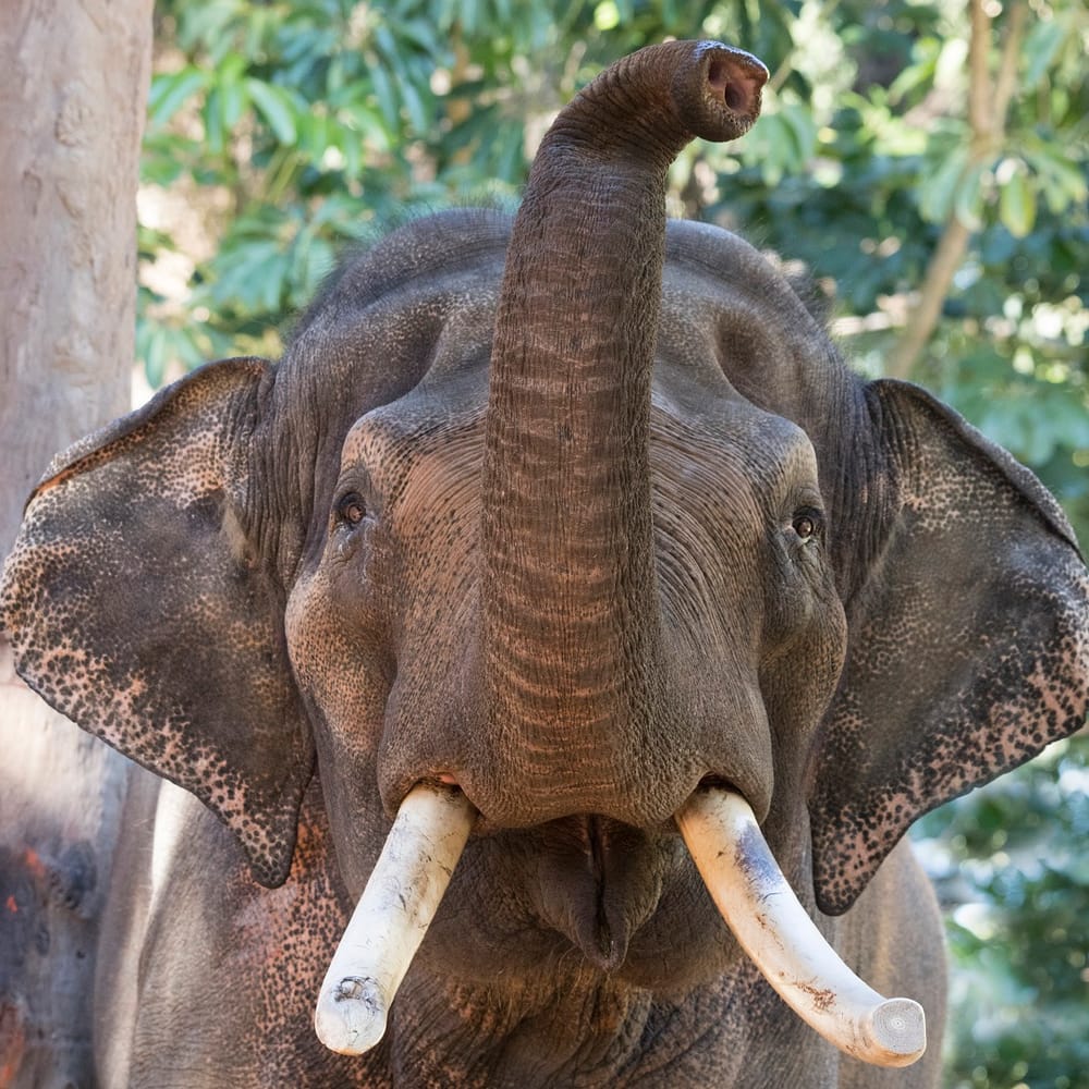 Elephants are coming to Monarto Safari Park