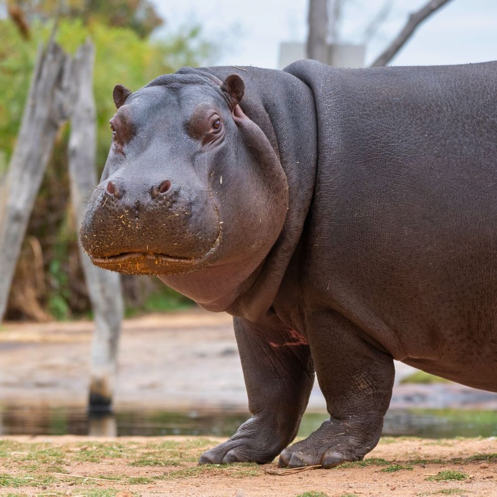Hip hip, hooray: Hippopotamuses arrive at Monarto Safari Park