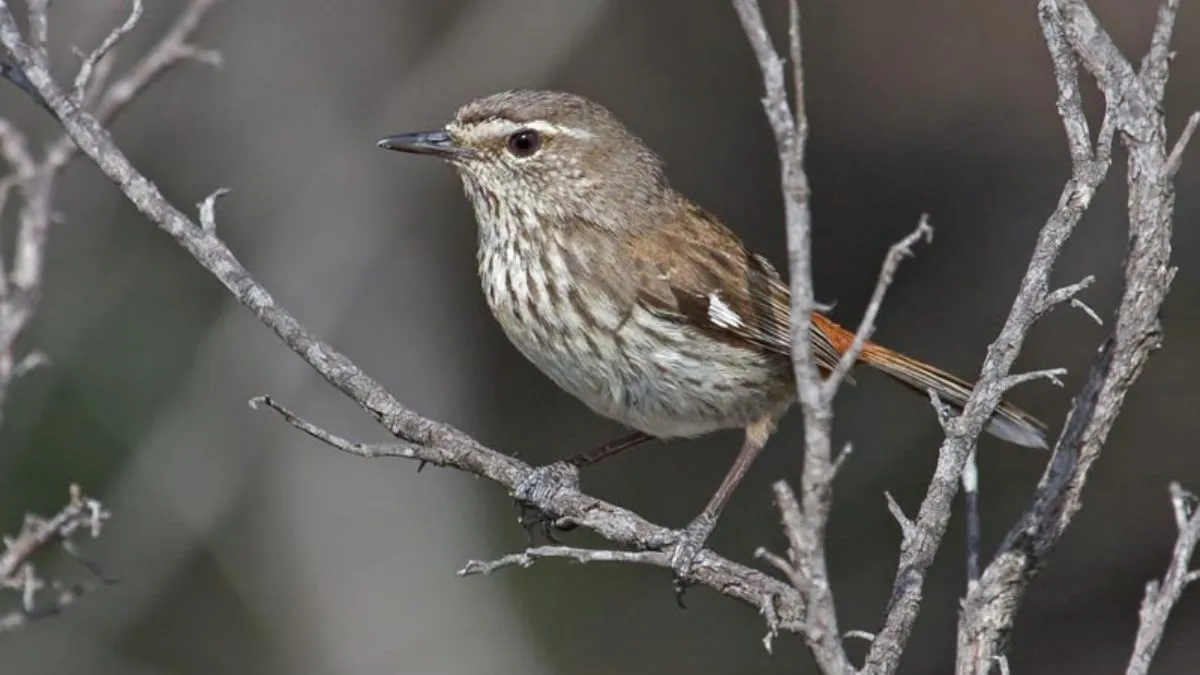 Work starts on SA's biggest battery at Tepko
